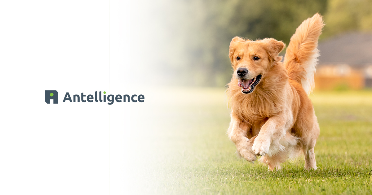 The Fountain Report - Antelligence